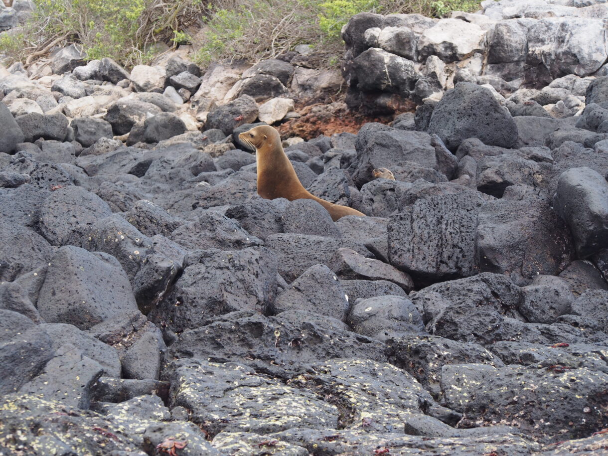 Best Galapagos Islands to Visit - Sustah-Girl Chronicles Best Galapagos ...