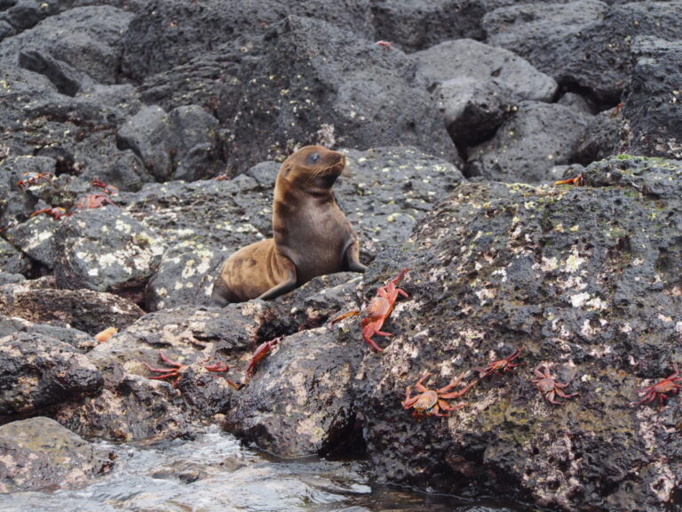 Best Galapagos Islands to Visit - Sustah-Girl Chronicles Best Galapagos ...