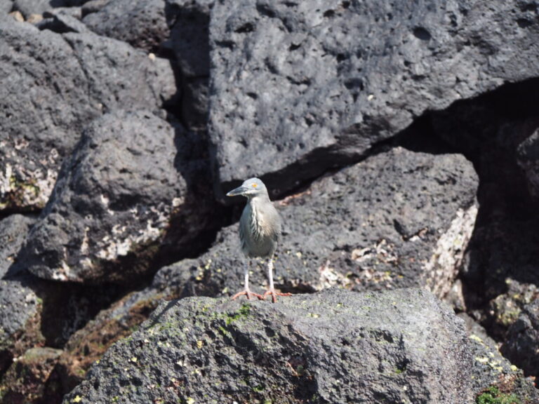 Best Galapagos Islands to Visit - Sustah-Girl Chronicles Best Galapagos ...