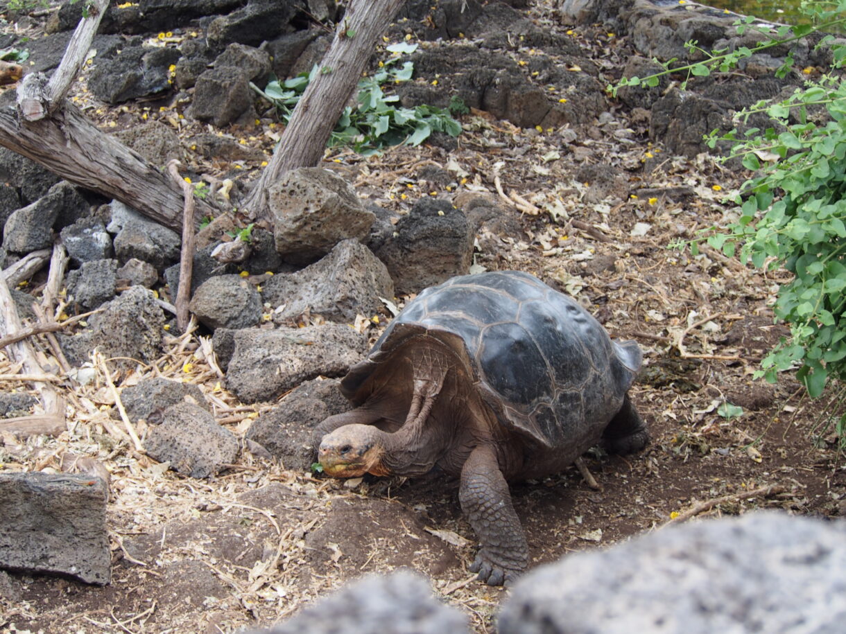 Best Galapagos Islands to Visit - Sustah-Girl Chronicles Best Galapagos ...
