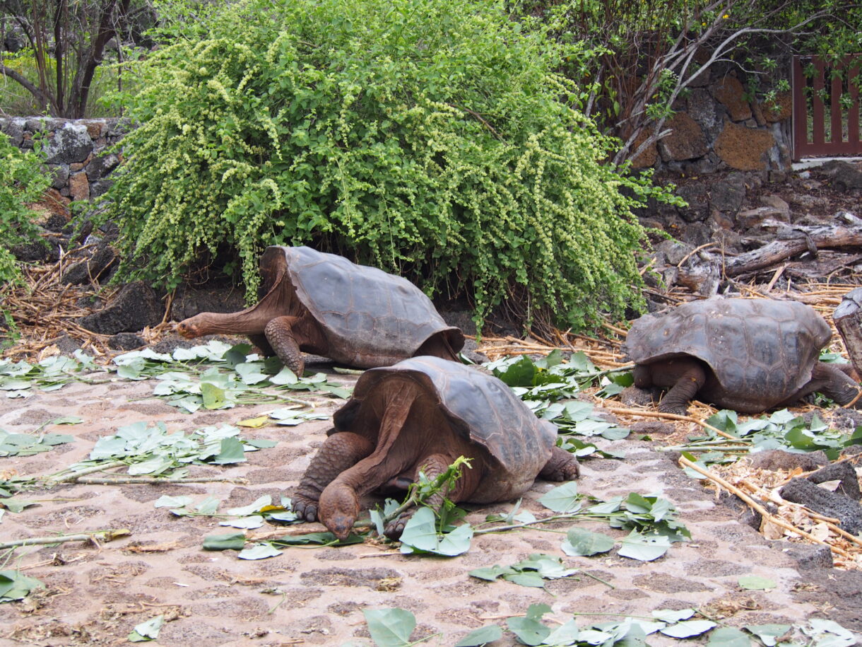 Best Galapagos Islands to Visit - Sustah-Girl Chronicles Best Galapagos ...