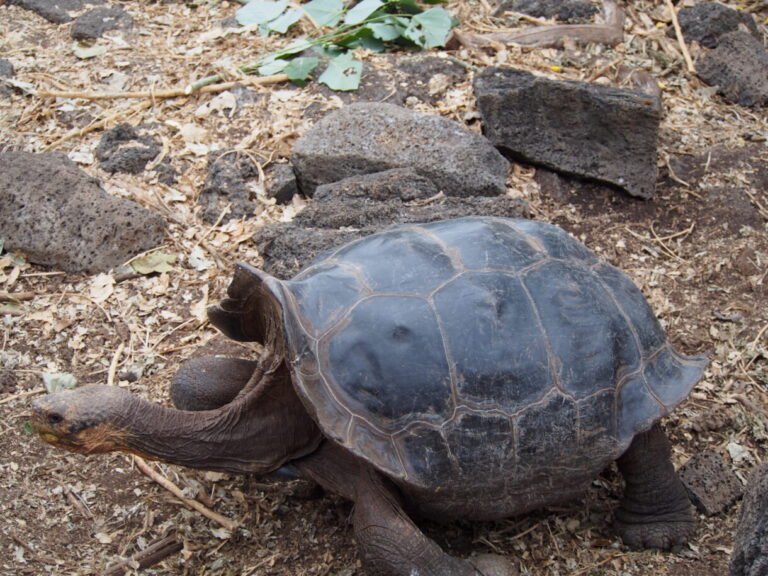 Best Galapagos Islands to Visit - Sustah-Girl Chronicles Best Galapagos ...