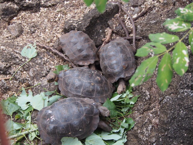 Best Galapagos Islands to Visit - Sustah-Girl Chronicles Best Galapagos ...