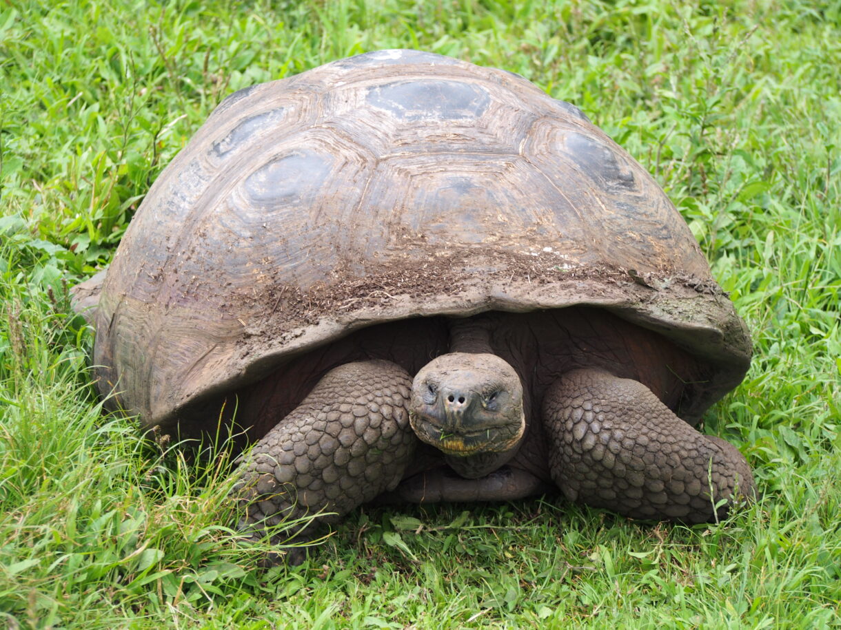 Best Galapagos Islands to Visit - Sustah-Girl Chronicles Best Galapagos ...