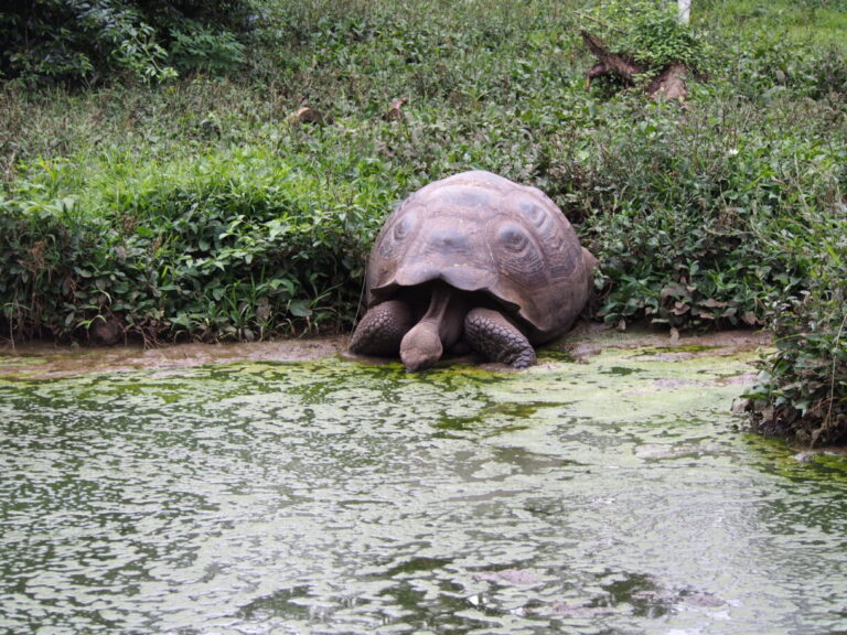 Best Galapagos Islands to Visit - Sustah-Girl Chronicles Best Galapagos ...