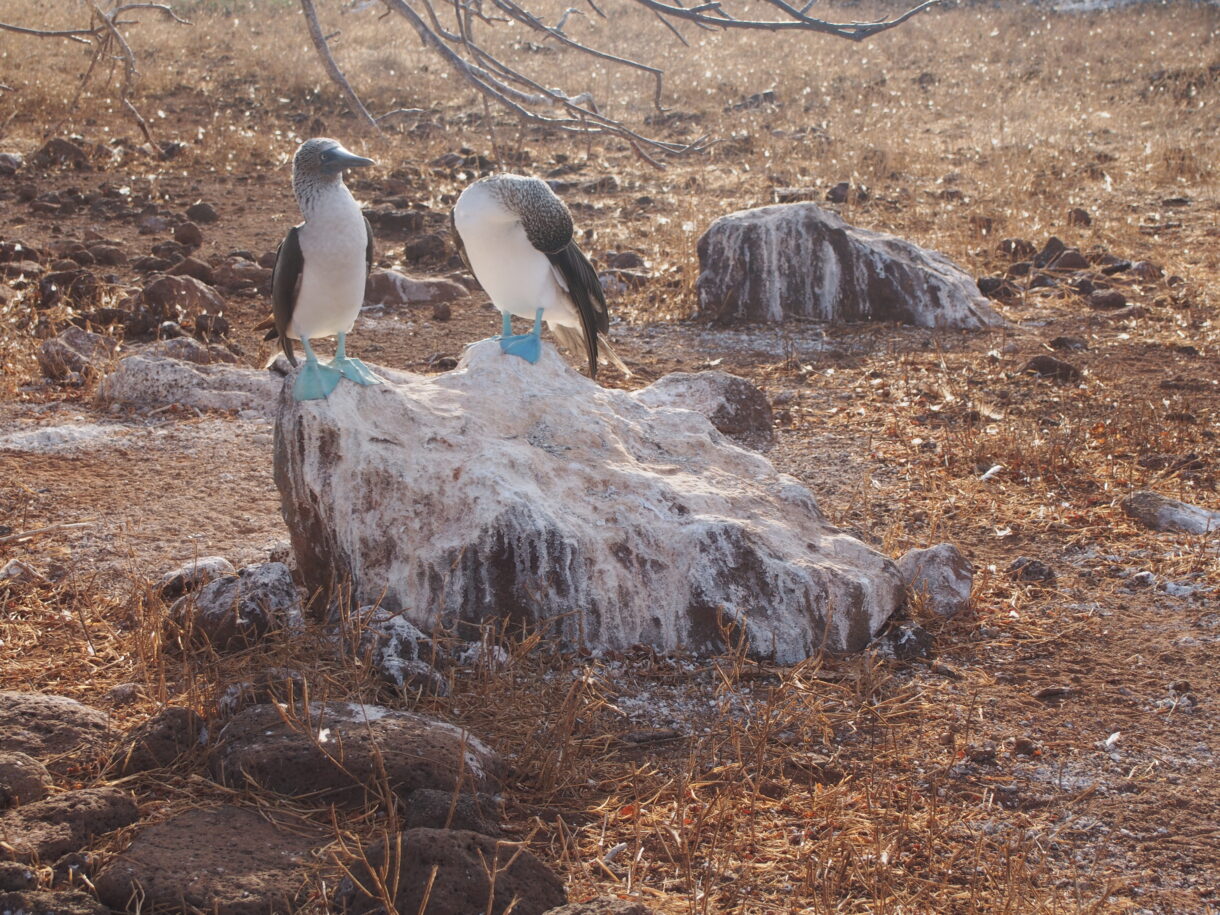 Best Galapagos Islands to Visit - Sustah-Girl Chronicles Best Galapagos ...
